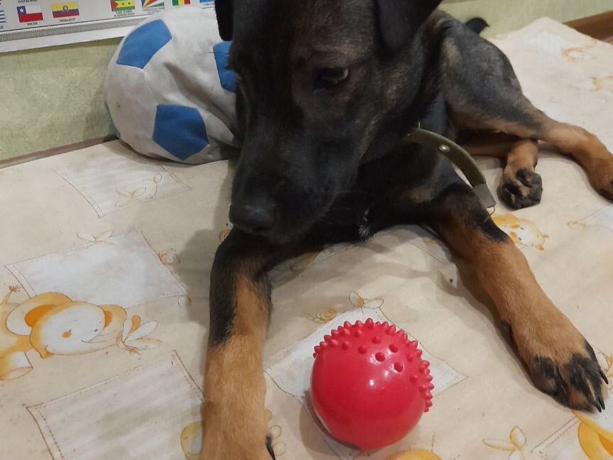 Собака компаньон