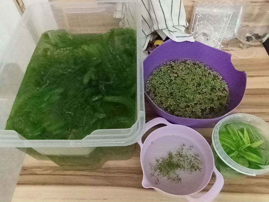 Растения для аквариума