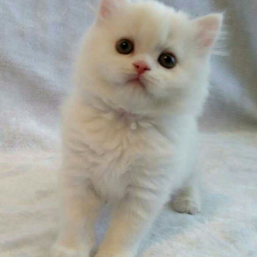 Сибирская девочка