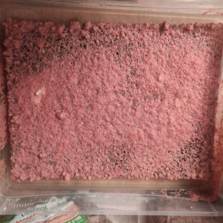 Трубочник изя