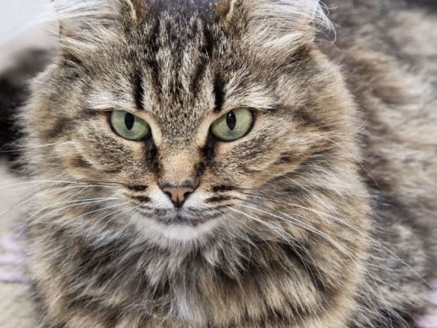 Кошечка Сима в добрые руки