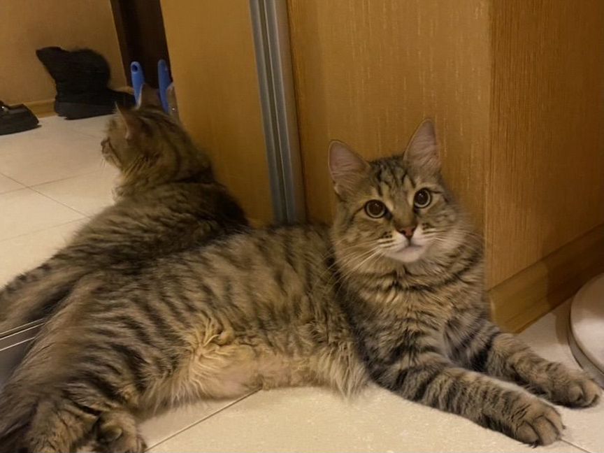 Стерелизованный котенок в добрые руки Спасена