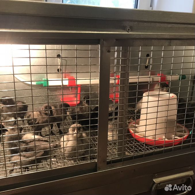 Цыплята подрощенные (2 недели) микс