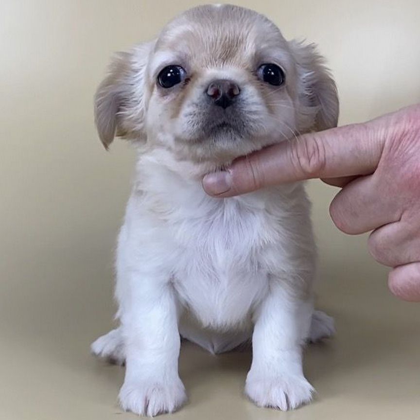 Чихуахуа, щенок