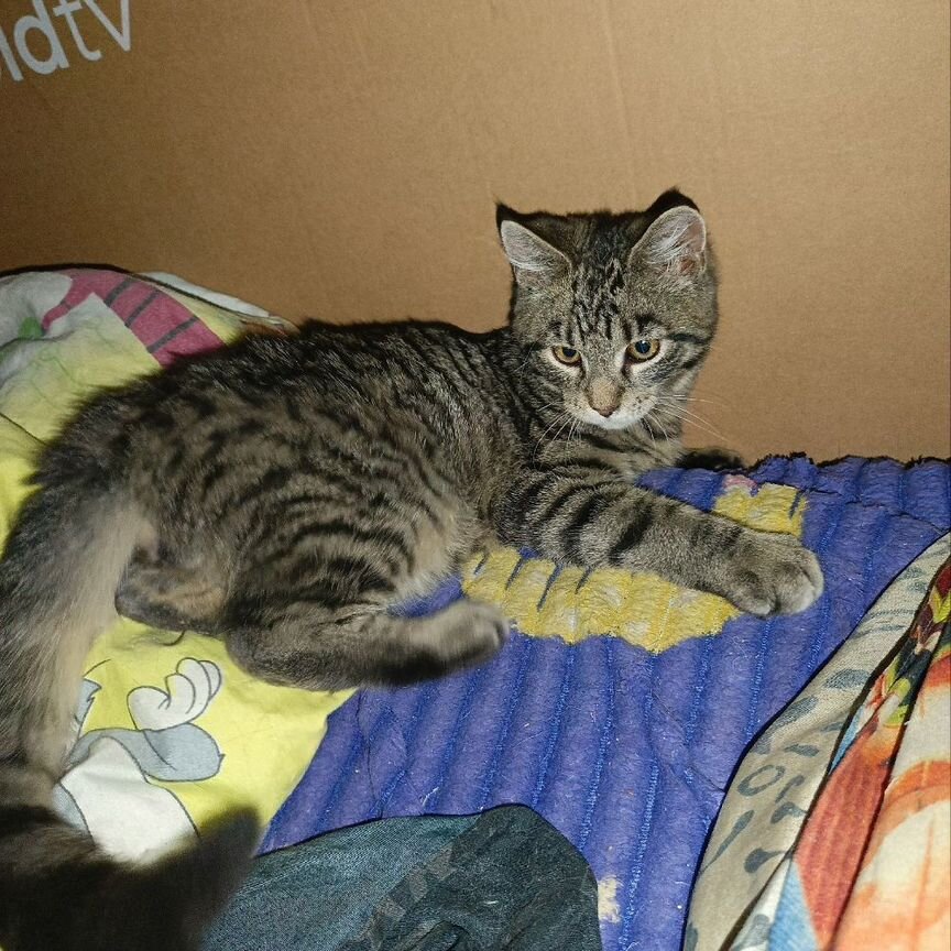 Котёнок красавчик ищет дом