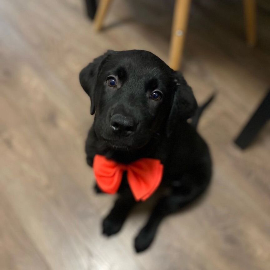 Лабрадор по кличке Джим