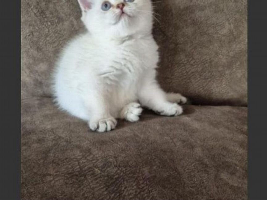 Шотландская кошечка