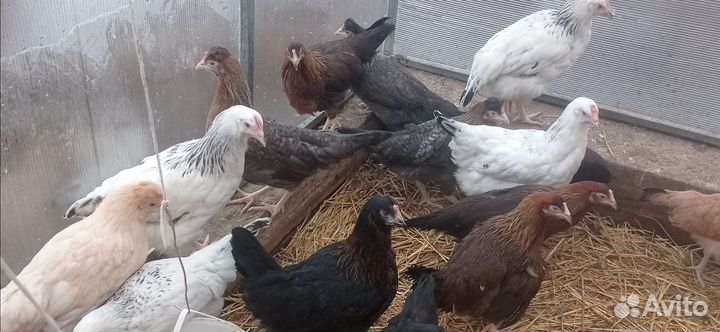 Курицы несушки доминанты