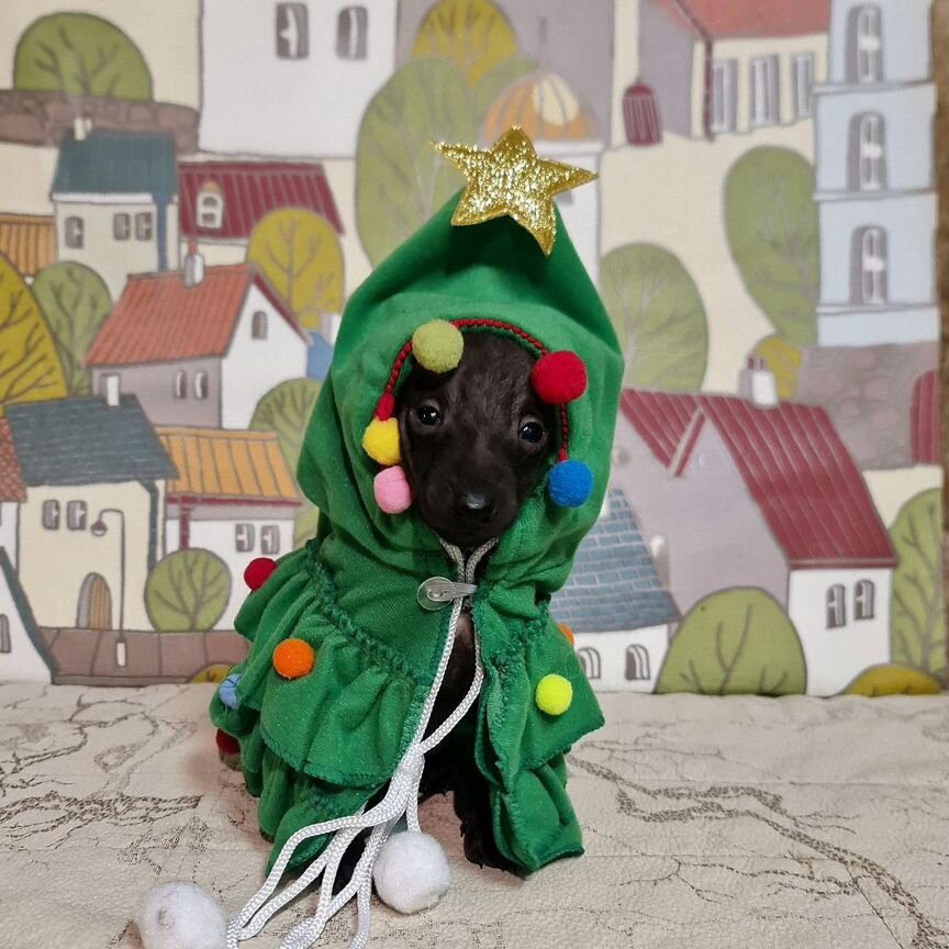 Левретка, щенок