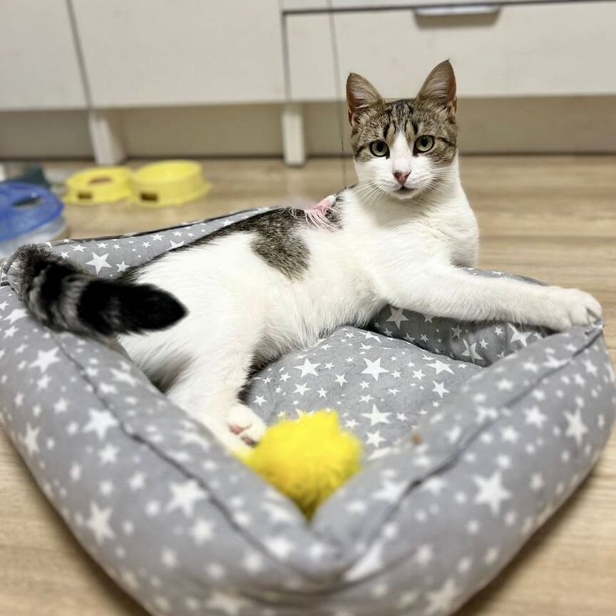 Кот в добрые руки