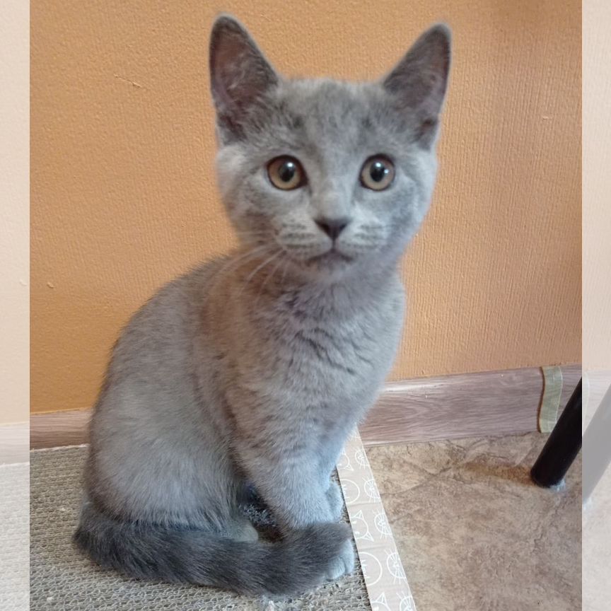 Шотландский вислоухий короткошёрстный котёнок