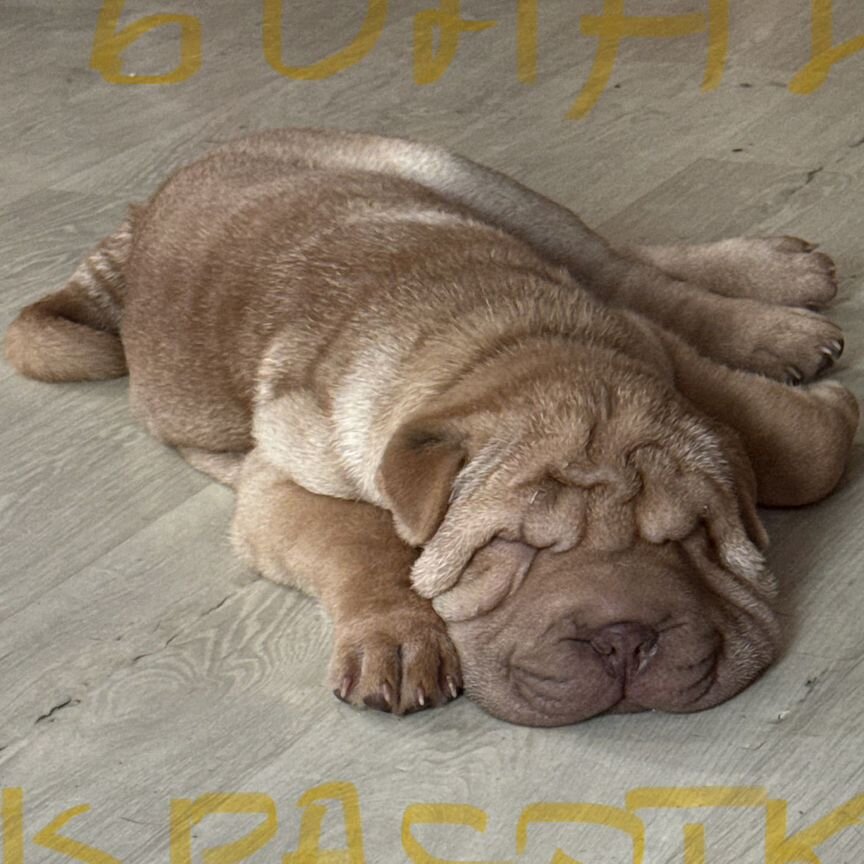 Шарпей, щенок