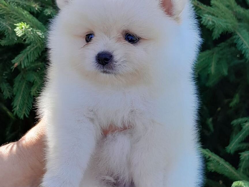 Кремовые шпицы