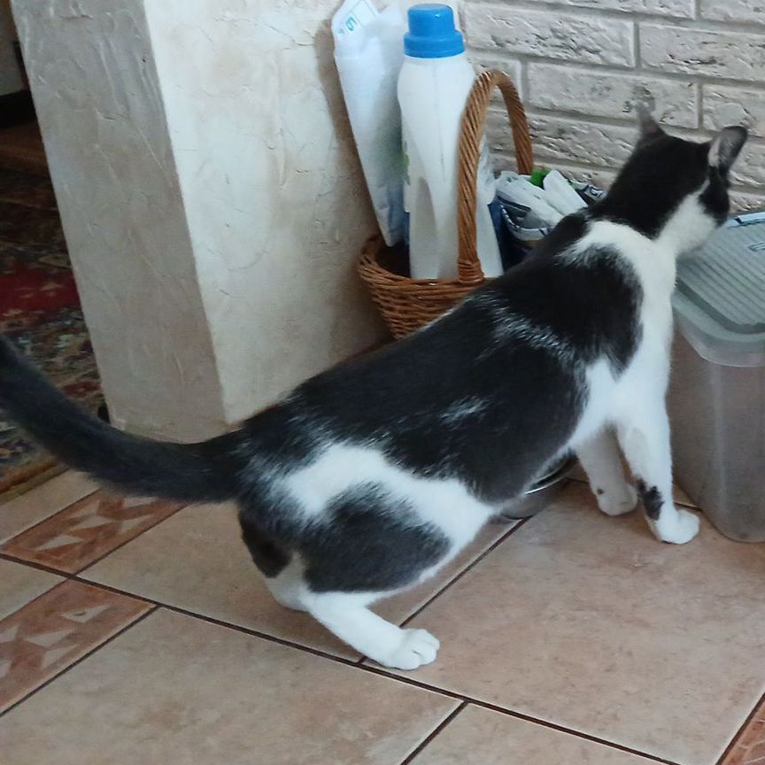 Отдам кота