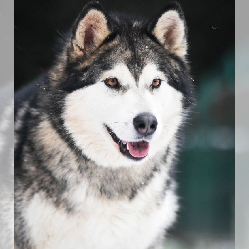 Взрослая собака в добрые руки