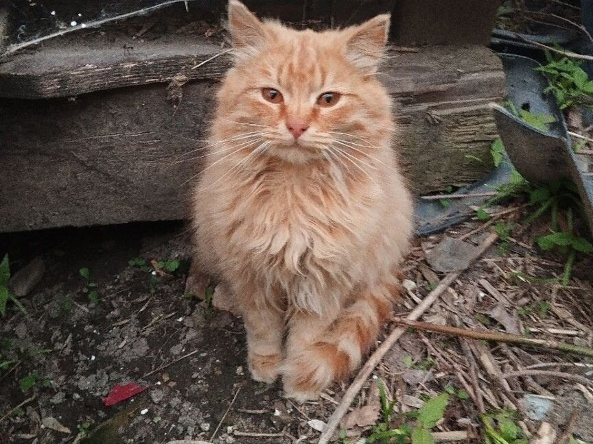 Кот в добрые руки