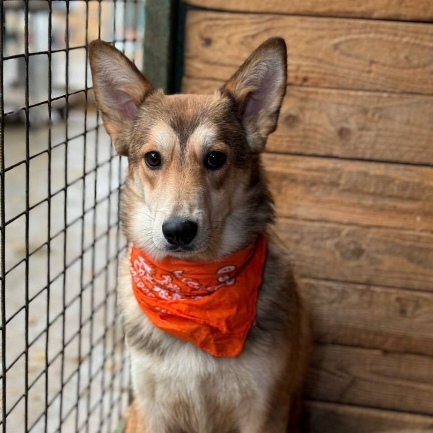 Щенок в добрые руки из приюта