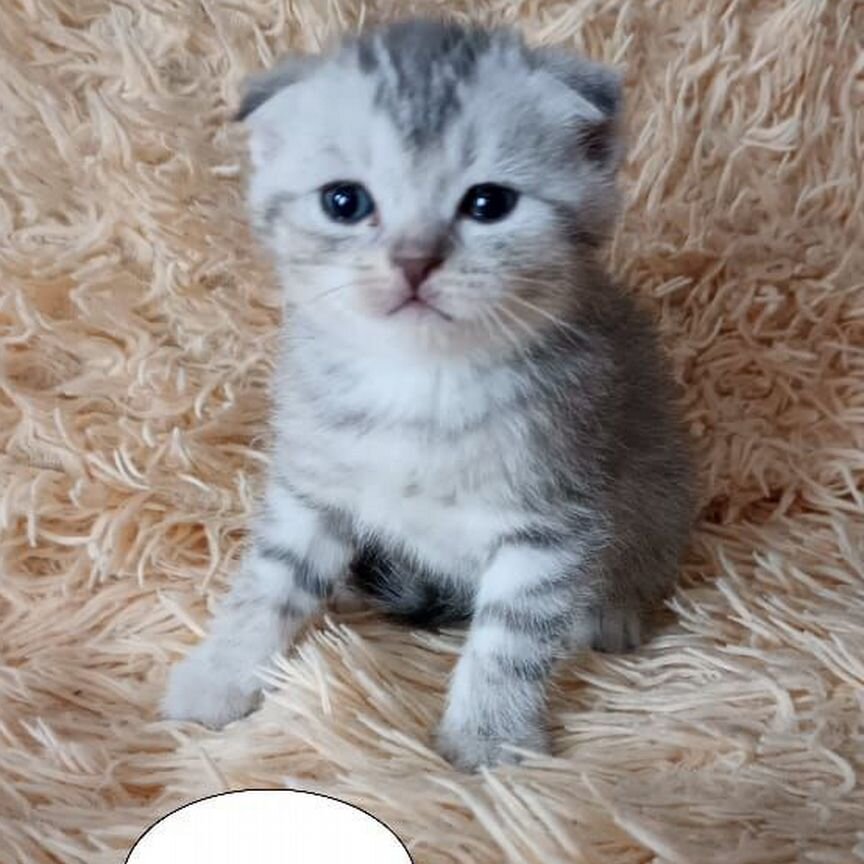 Шотландская