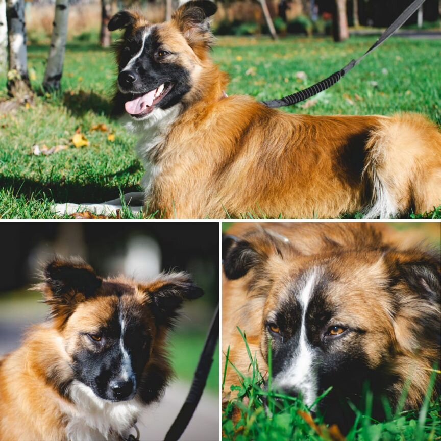 Рабочие уехали и бросили собаку.Ждет приют