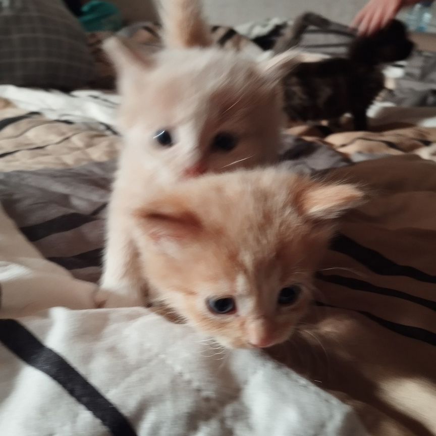 Котята в добрые руки