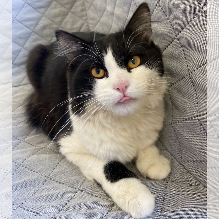 Взрослый кот в добрые руки