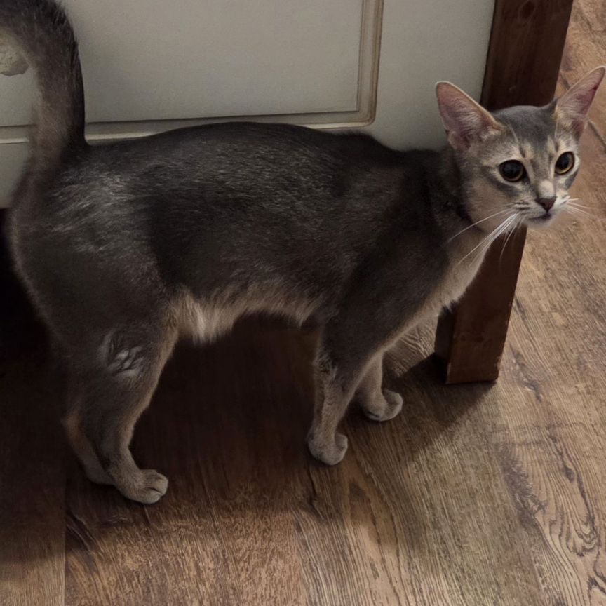 Абиссинская, взрослая кошка