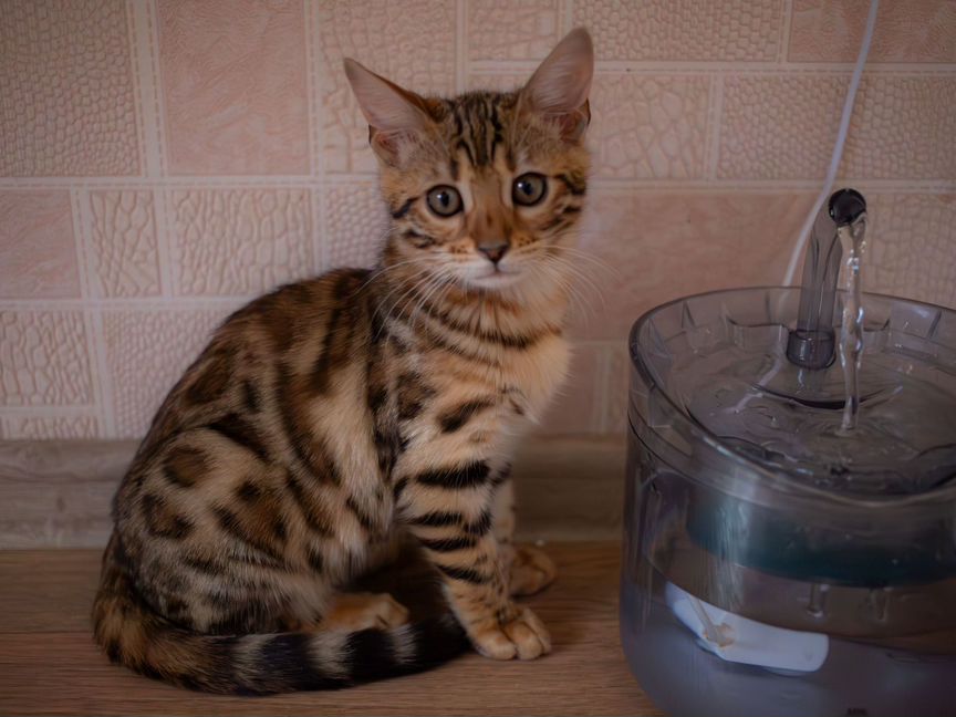 Бенгальская кошка