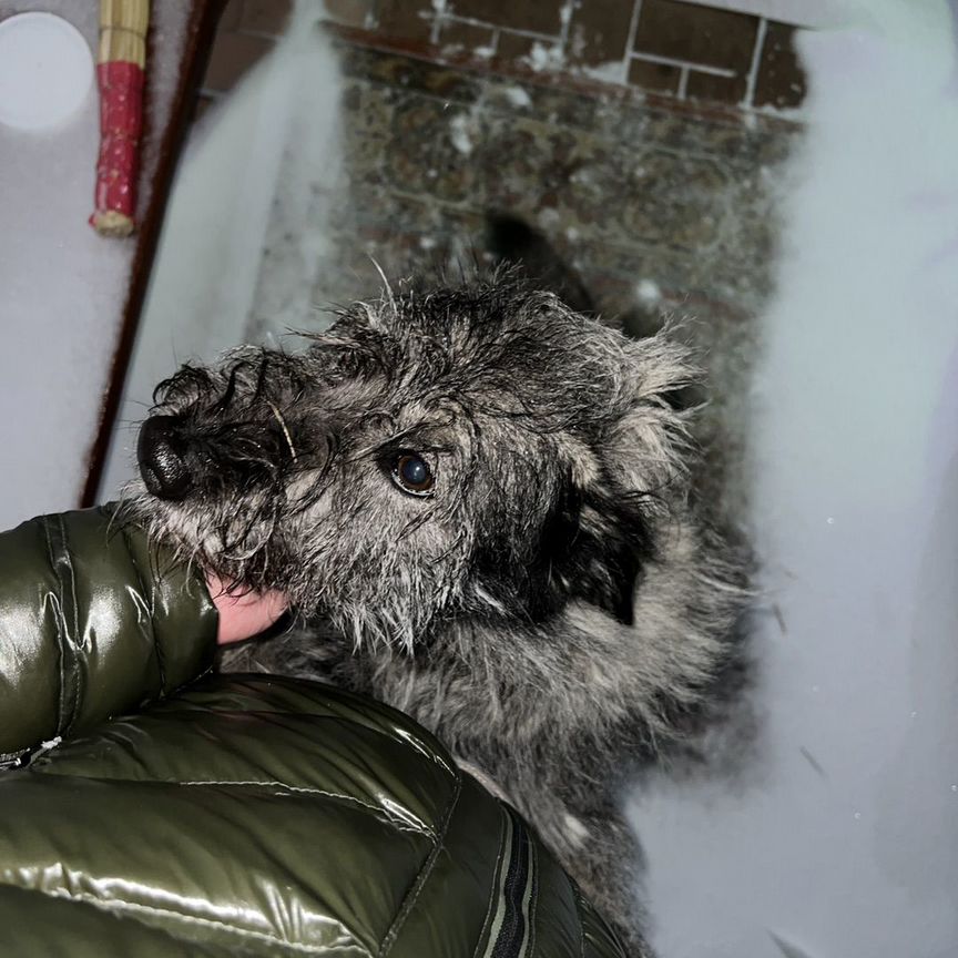 Собака в добрые руки