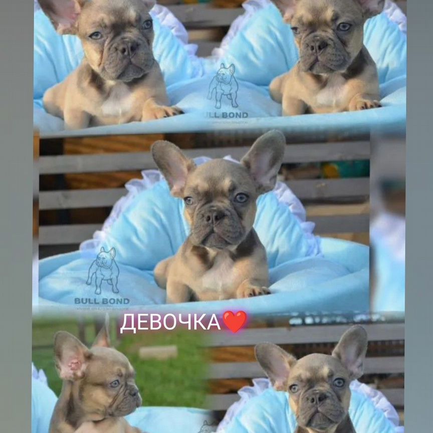 Французский бульдог, щенок