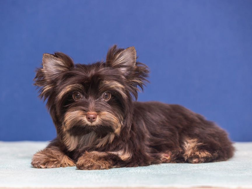 Необыкновенный малыш шоколадные крови