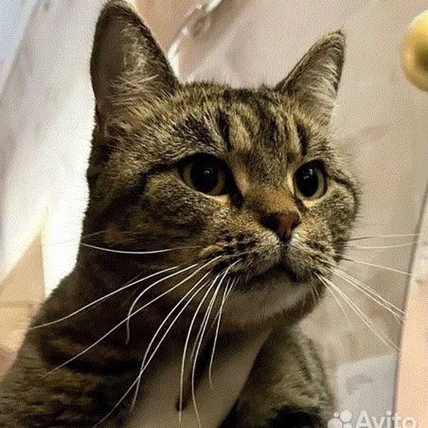 Классный супер ласковый кот Василёк ищет дом