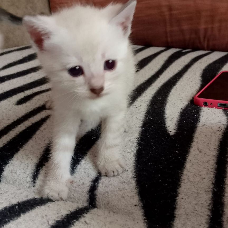 Котята