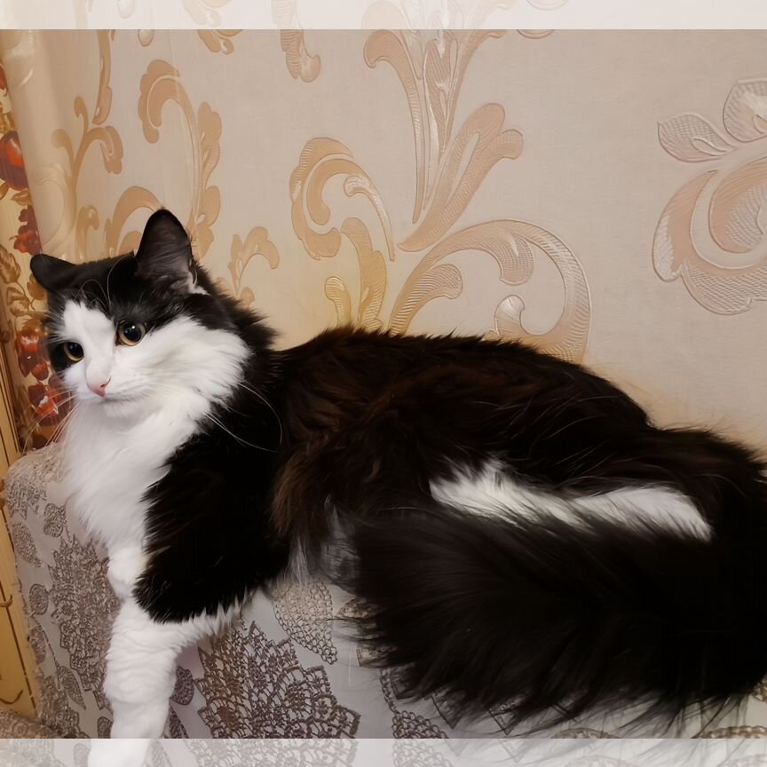 Взрослая, кошка в добрые руки