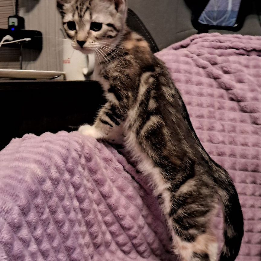 Шотландский вислоухий короткошёрстный котёнок