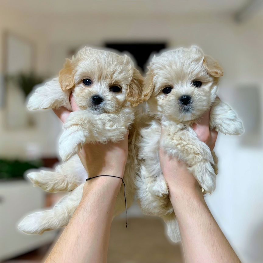 Щенки Мальтипу f1