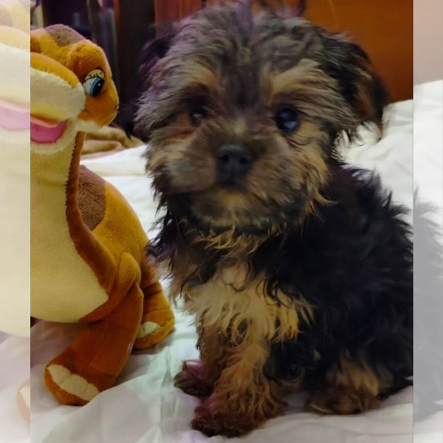 Йоркширский терьер, щенок