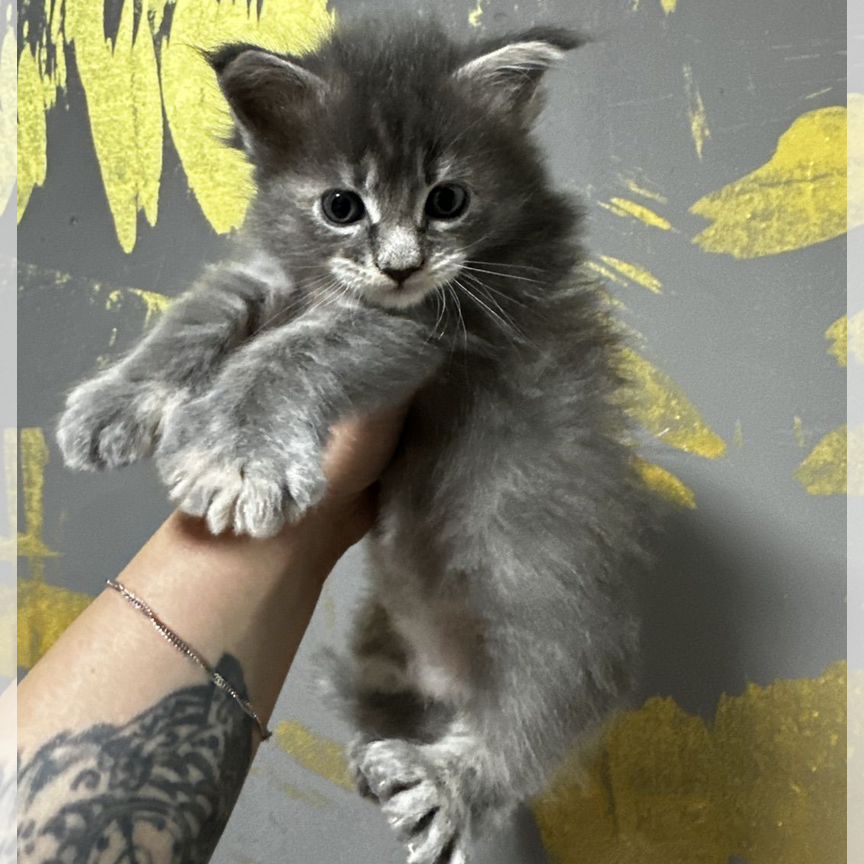 Мейн-кун котёнок