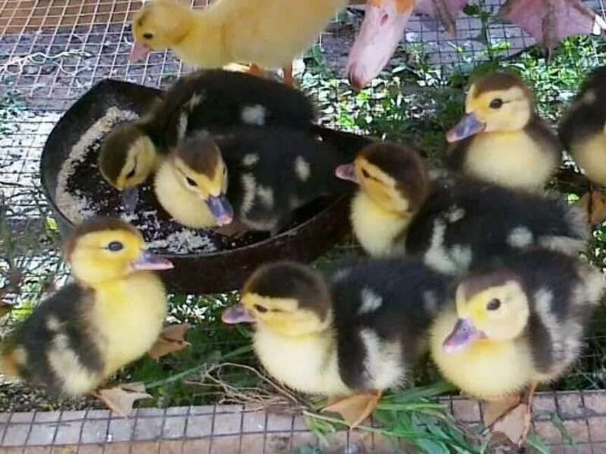 Мускусные индоутята