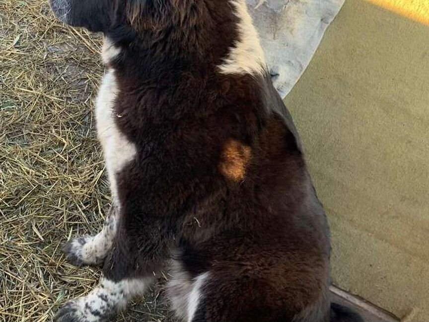 Средниазиатская овчарка, алабай вязка, сао