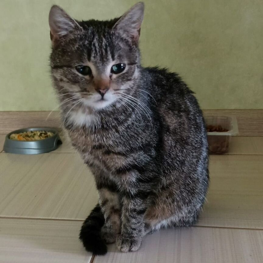 Кошка в добрые руки