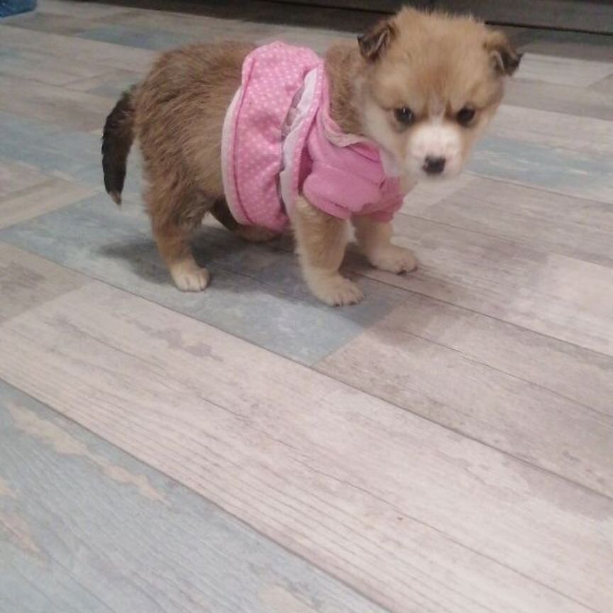 Отдам милую малышку Девочка