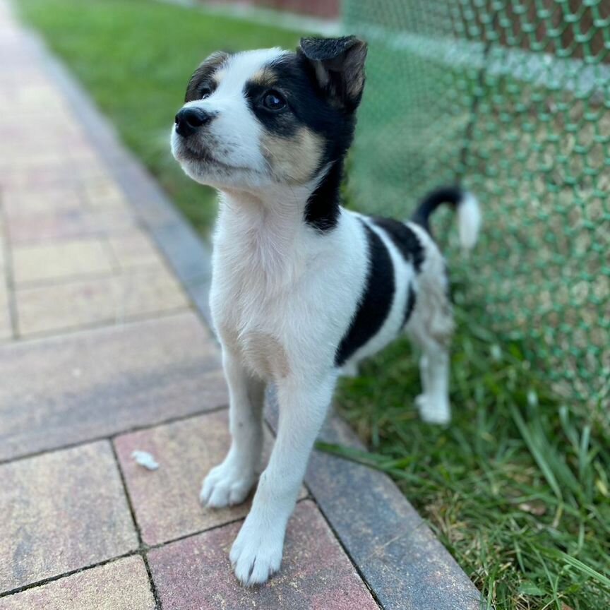 Щенки в любящие руки