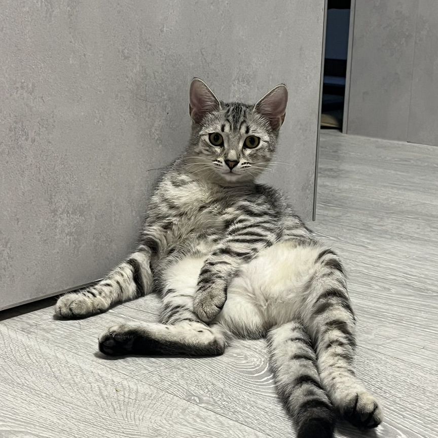 Кошечка у добрые руки
