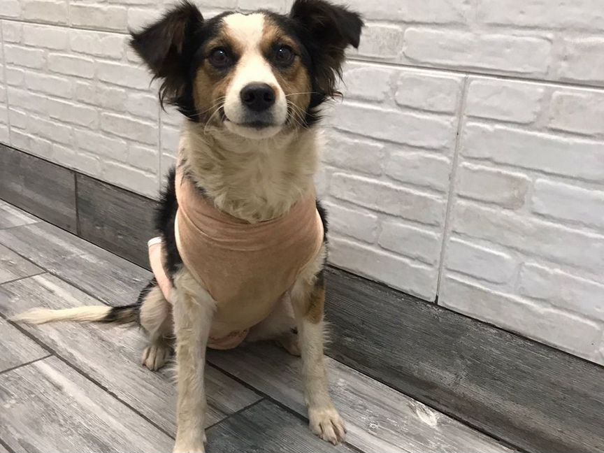 Ищем заботливых хозяев для собачки