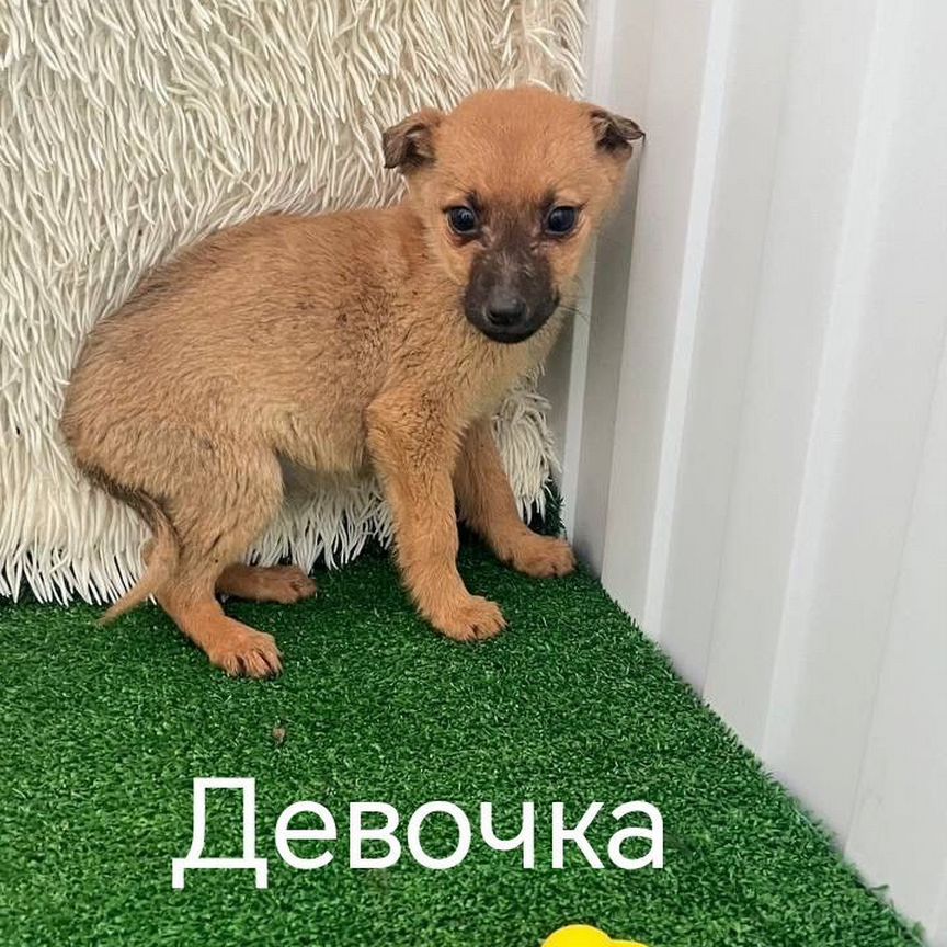 Щенок в добрые руки