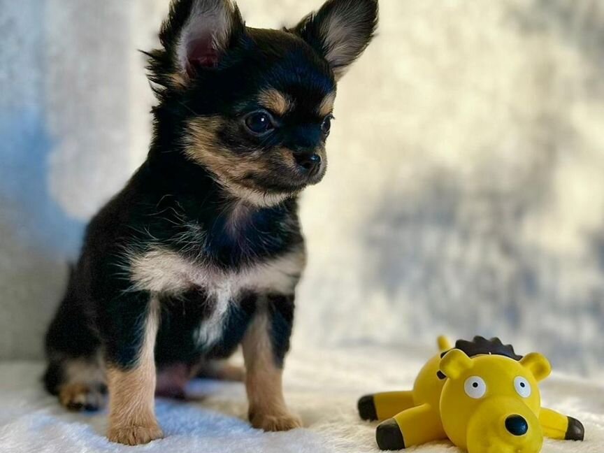 Маленькая чишка