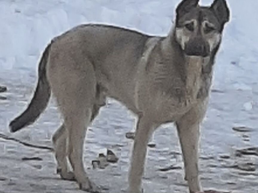 Подбросили щенка, примерно 8 месяцев ищет семью