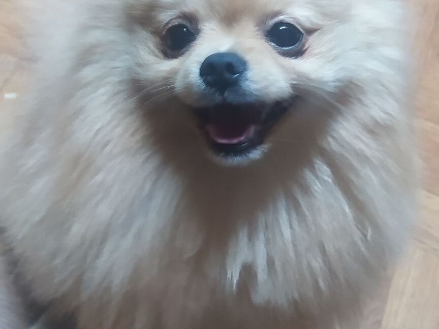 Померанский шпиц вязка кобель