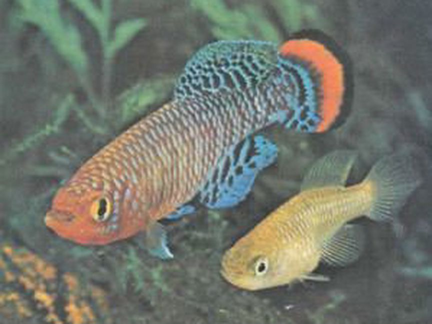 Нотобранхиус рахова самка