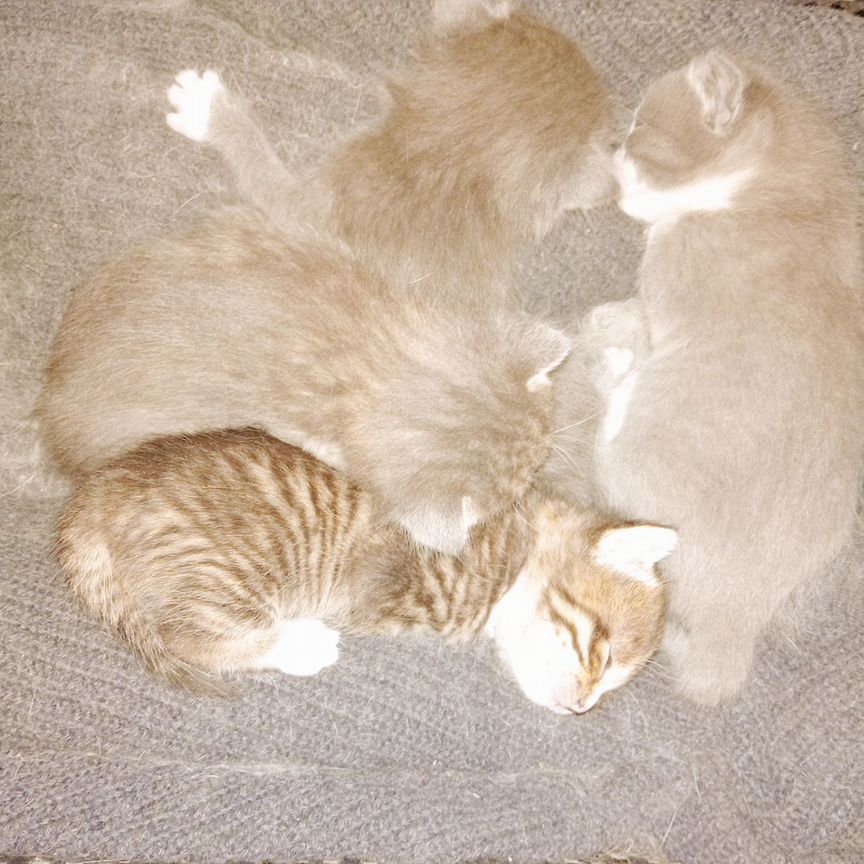 Котёнок в добрые руки